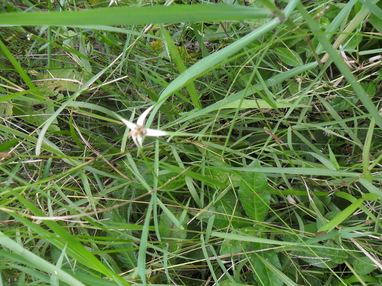 FLORA :: Humedal parque de las garzas