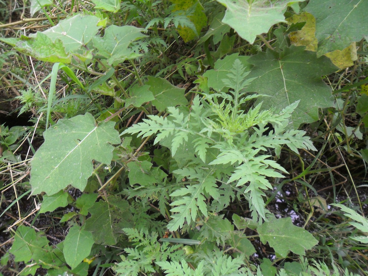 FLORA :: Humedal parque de las garzas