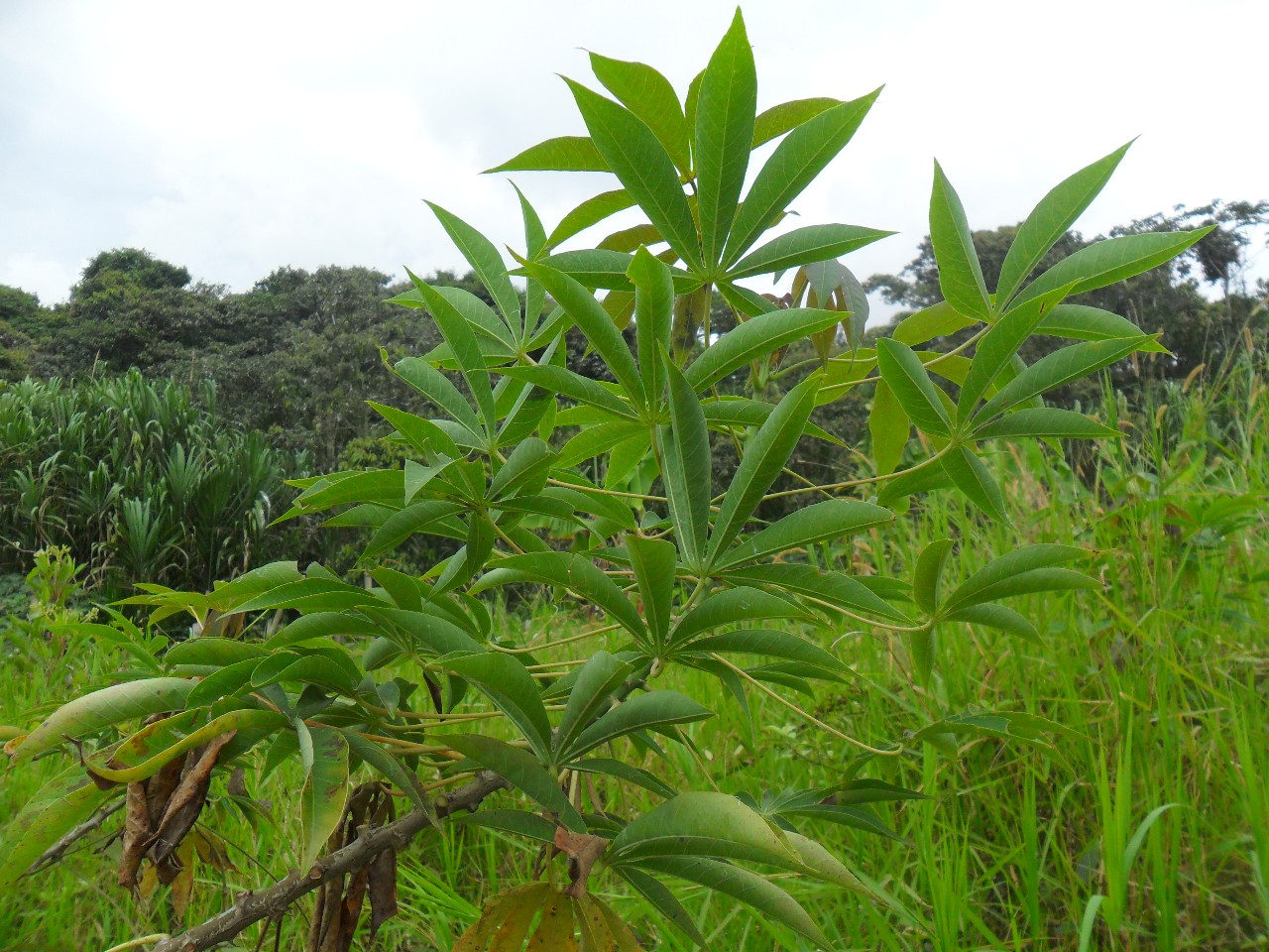 FLORA :: Humedal parque de las garzas