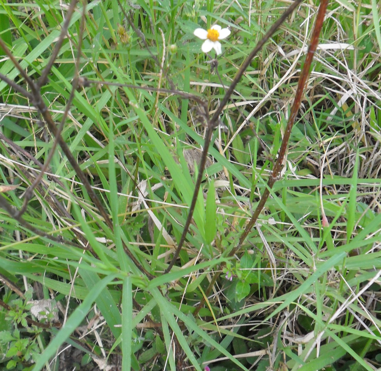 FLORA :: Humedal parque de las garzas