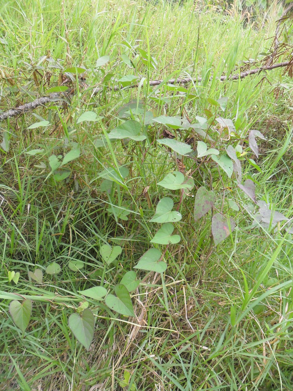 FLORA :: Humedal parque de las garzas